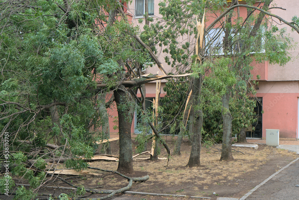 Broken large trees in front of high-rise buildings. Consequences after ...
