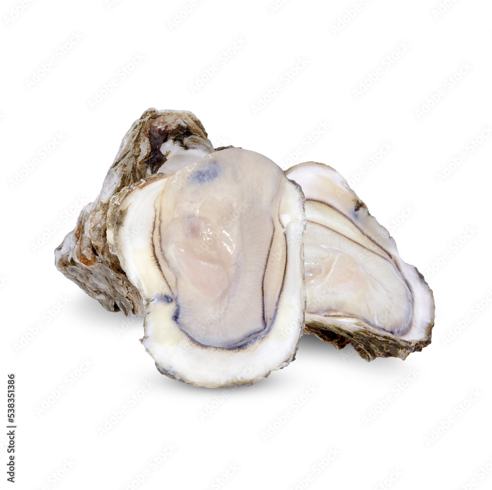 Oyster isolated on transparent background (.PNG) Stock Photo | Adobe Stock