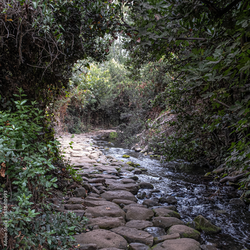 Dan River side stream, originating from Tel Dan springs, the largest of ...