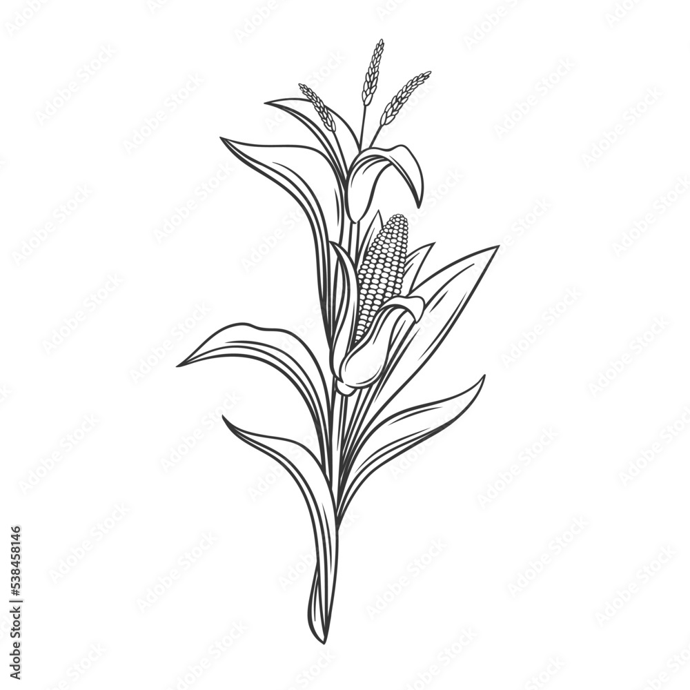Corn cereal crop plant, outline icon vector illustration. Line hand ...