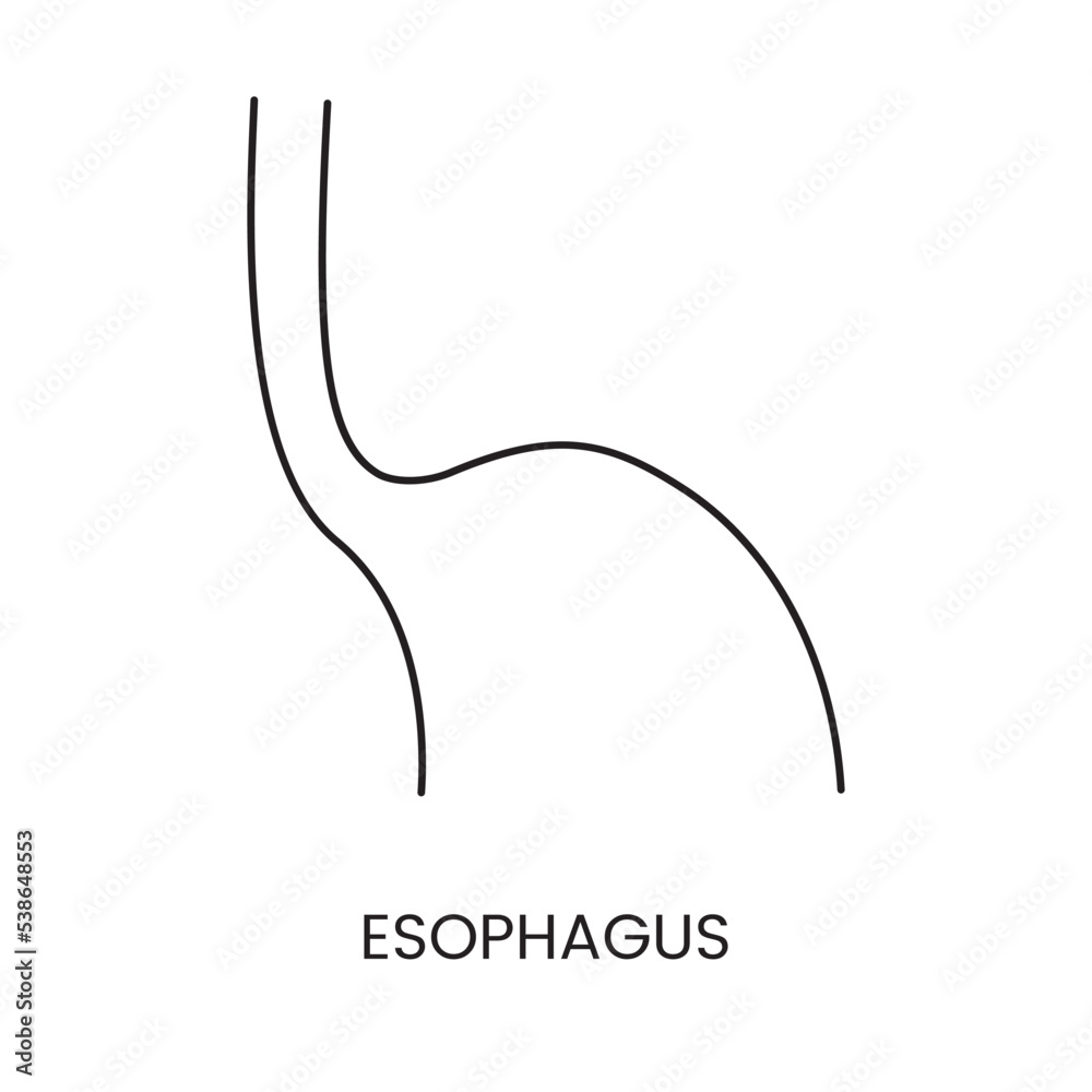 The human esophagus is an anatomical line icon in a vector, an ...