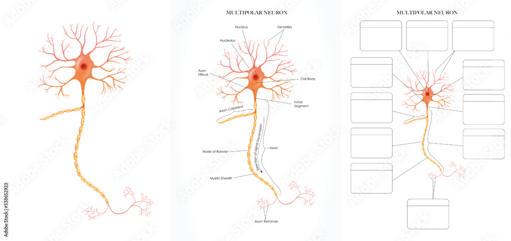 Neuron (Nerve Cell) anatomy colorful illustration. Labeled and ...