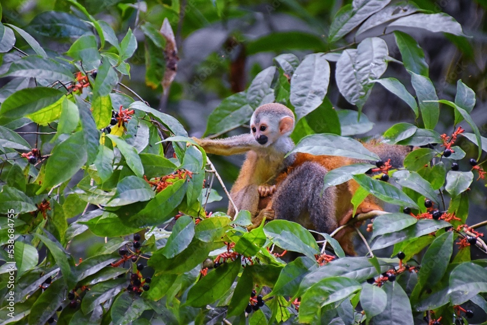Foto de Stock Spider Monkey, Ateles Geoffroi, mother and baby ...