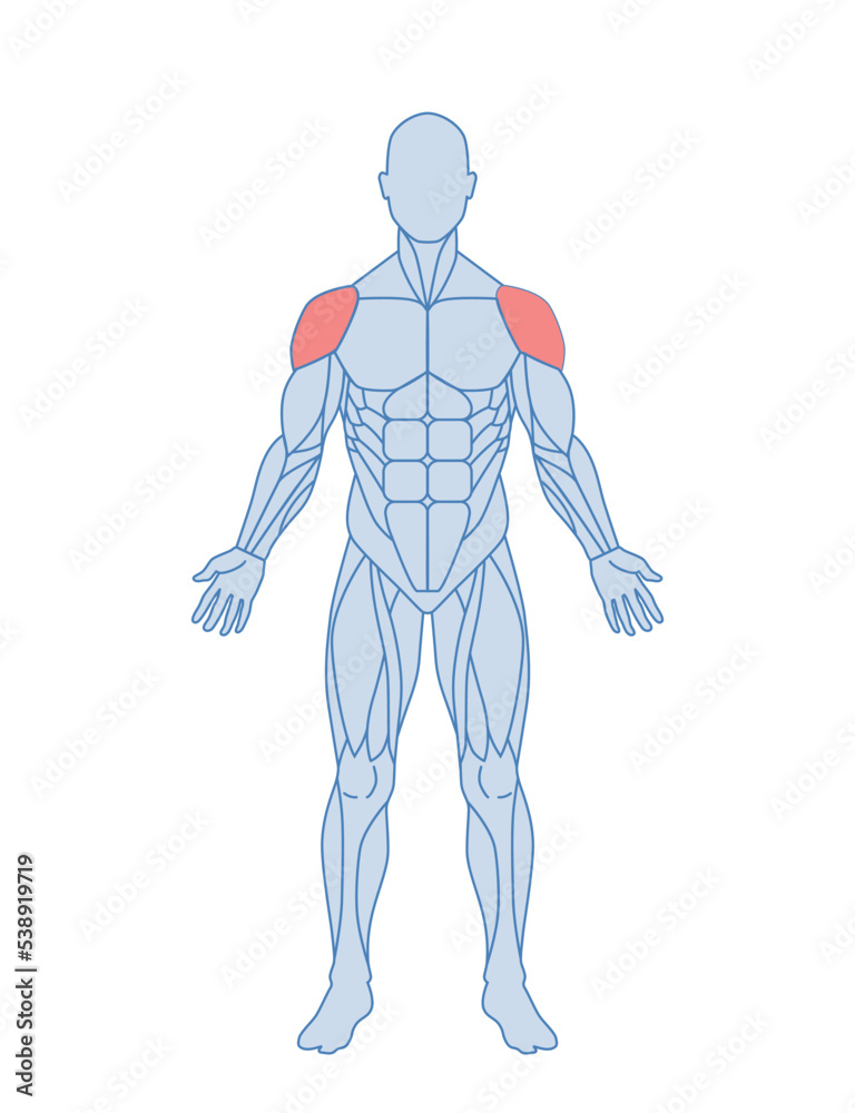 Male muscle anatomy concept. Figure of man with highlighted deltoid ...