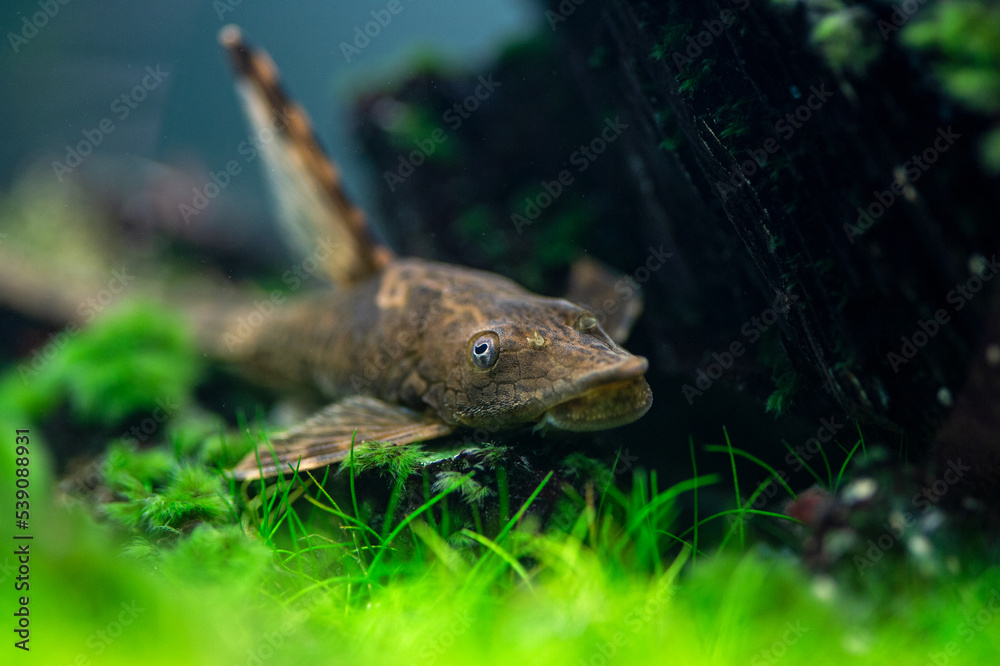 fish Farlowella Whiptail Catfish, Sturisoma Panamense in the tank Stock ...