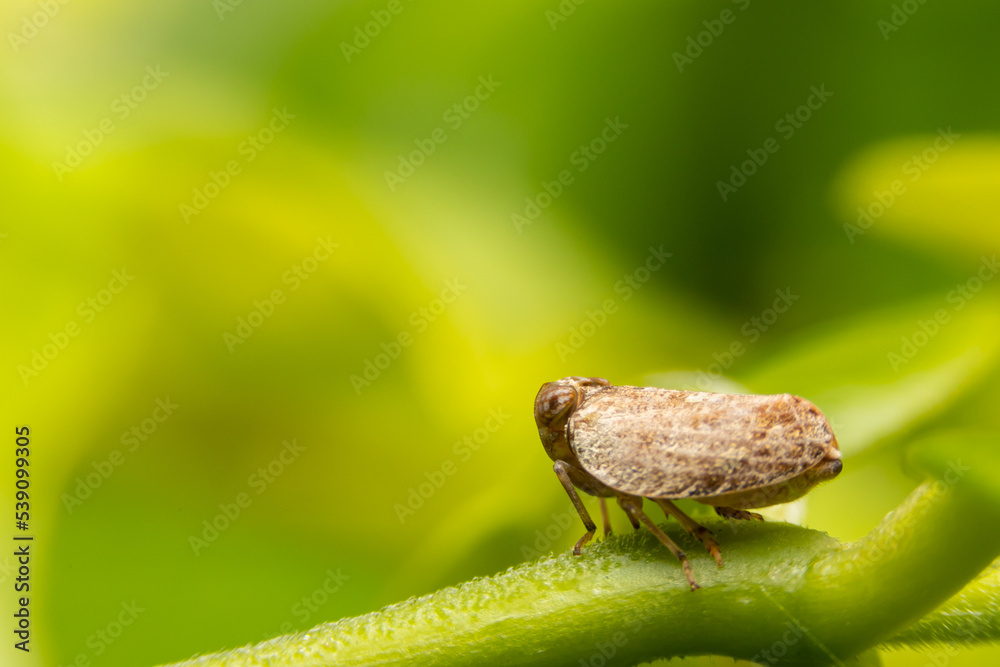 Macro of the Brown planthopper on green leaf in the garden. Nilaparvata ...