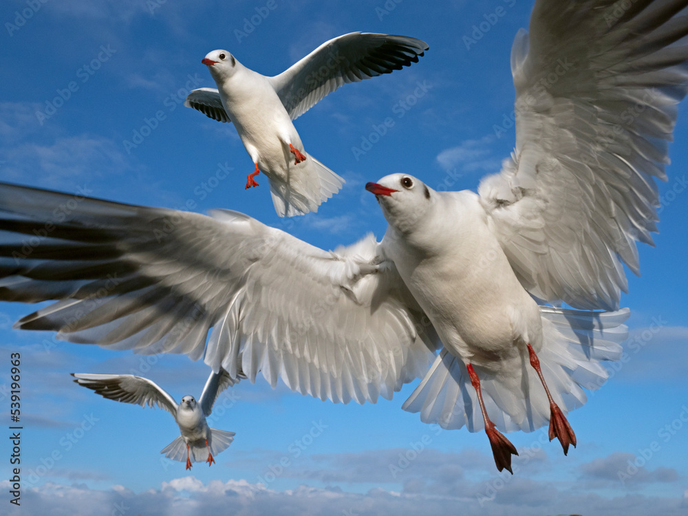 Fotografie Black headed gulls (Larus ridibundus) in flight photographed ...