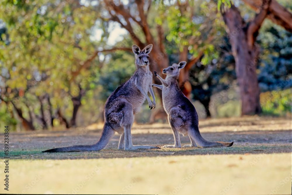 The eastern grey kangaroo (Macropus giganteus) is a marsupial found in ...