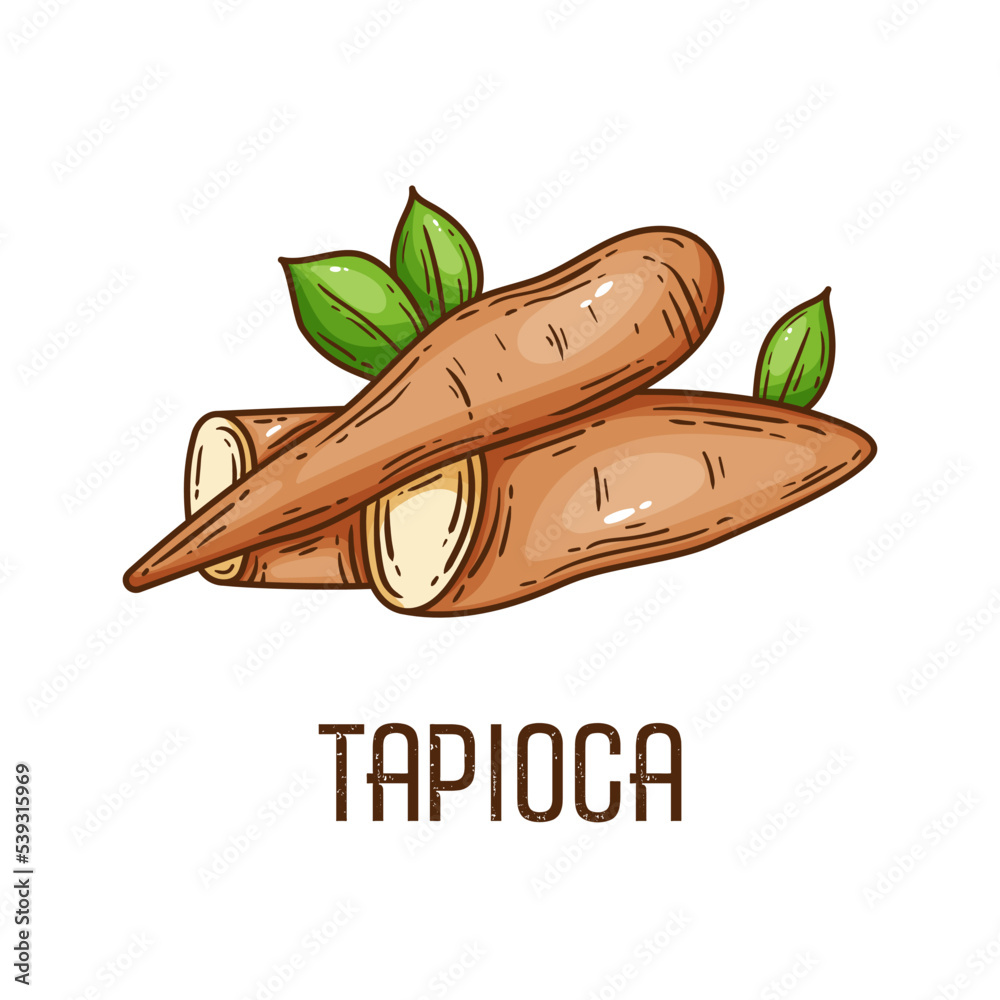 Tapioca root vector illustration isolated on white background with ...