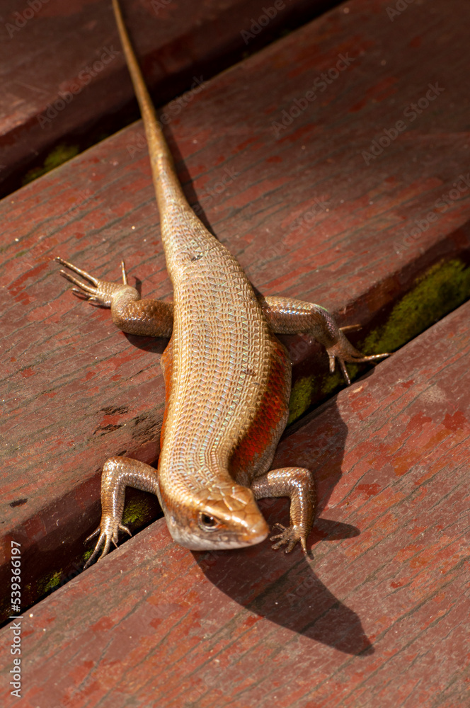Eutropis multifasciata, commonly known as the East Indian brown mabuya ...