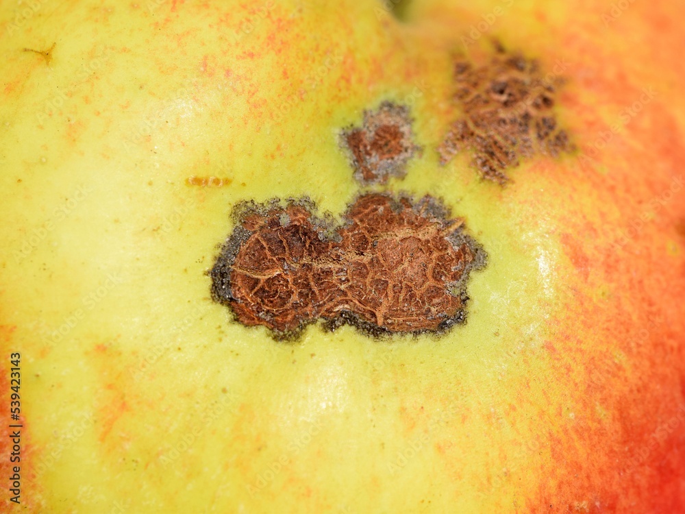 Fotografie Spots on apple skin. Symptoms of fungal disease apple scab ...