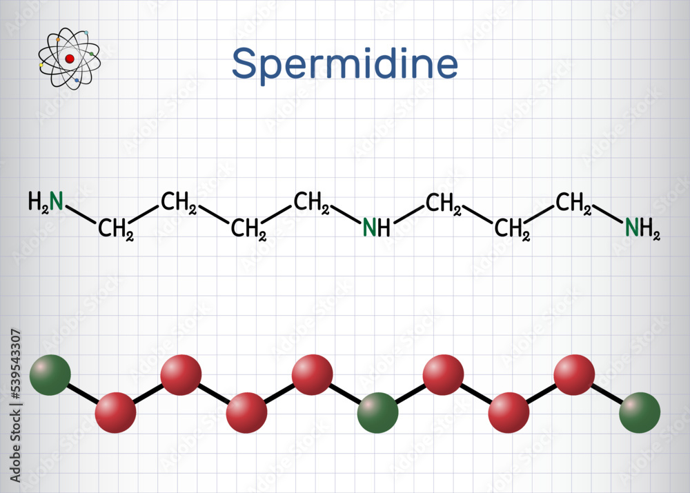 Spermidine molecule. It is triamine, polyamine formed from putrescine ...