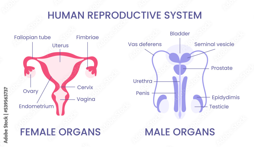 Stock-Vektorgrafik „Anatomical illustration of the female and male ...