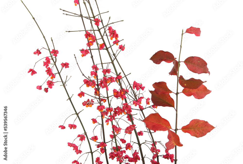 Branches of European spindle tree isolated on white background ...