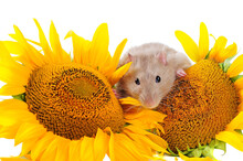 Sunflower Field Mouse Free Stock Photo - Public Domain Pictures