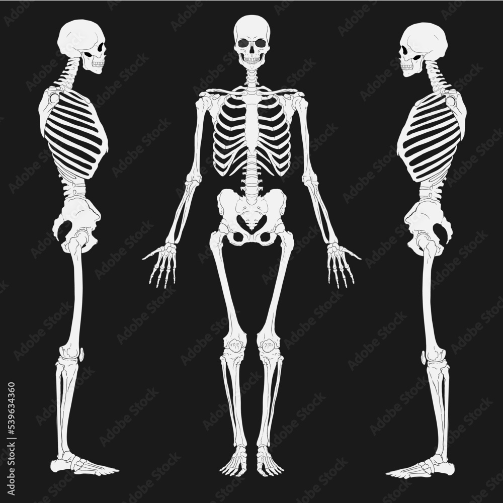 Skeleton (Right-Left and Frontal View) Vector Drawing / Ai Illustrator ...