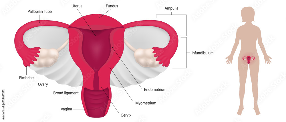 Female reproductive system. Uterus anatomy. Stock Vector | Adobe Stock