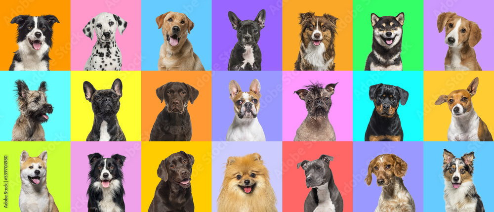 Collage of multiple dogs head portrait photos on a multicolored ...