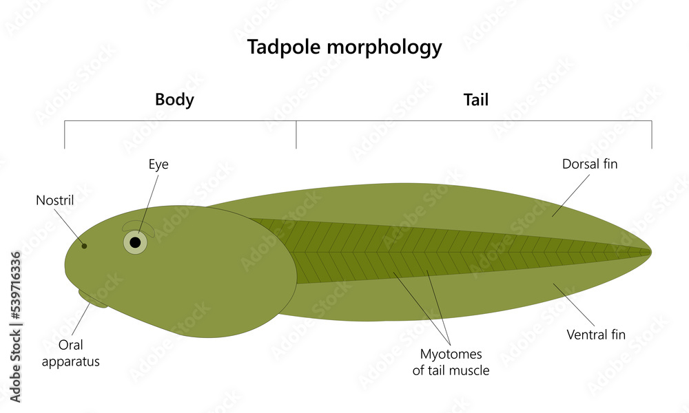 Tadpole is the larval stage in the life cycle of an amphibian. Stock ...