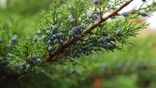 Juniper Berries Close-up 2 Free Stock Photo - Public Domain Pictures