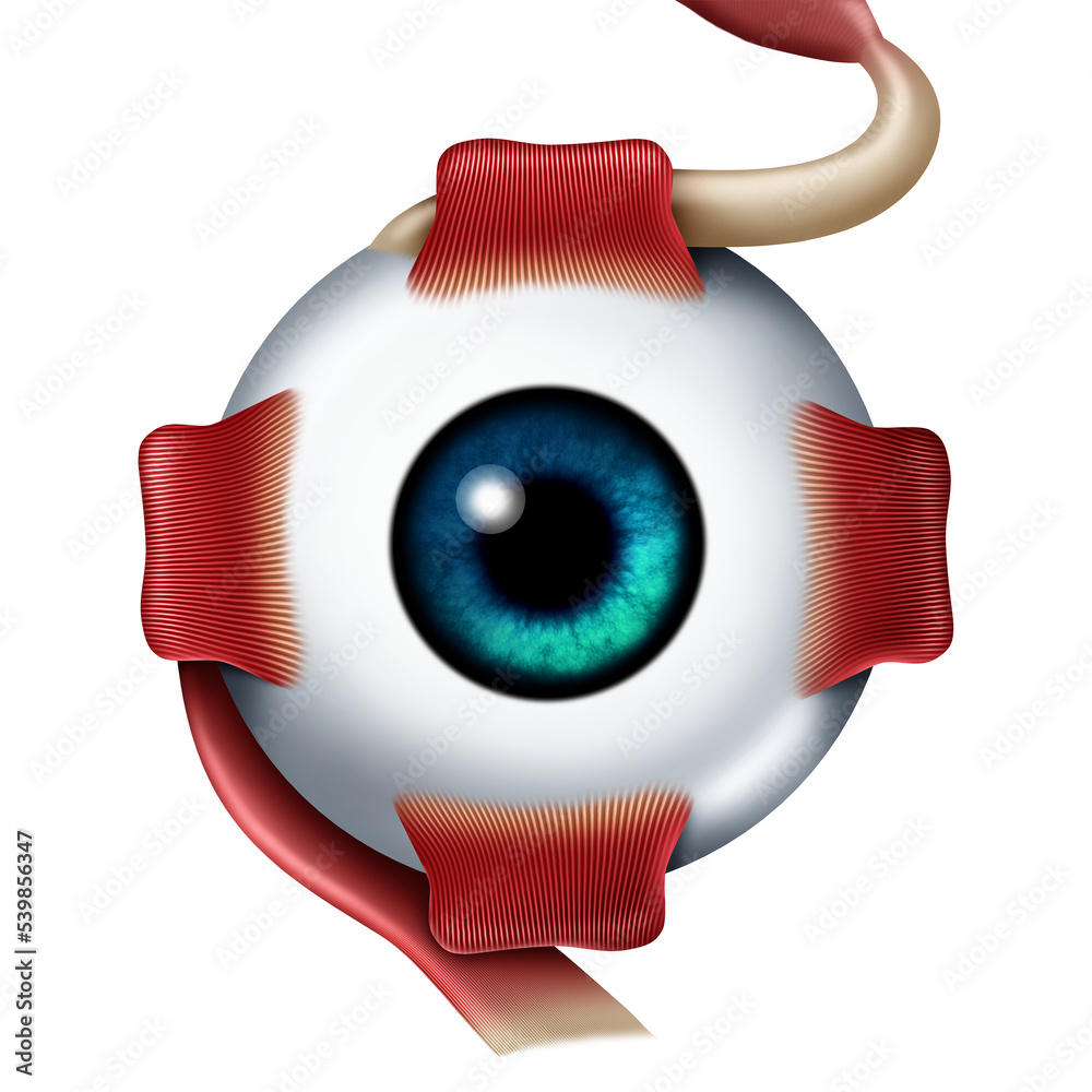Eye Anatomy concept as a front view with an eyeball with superior ...