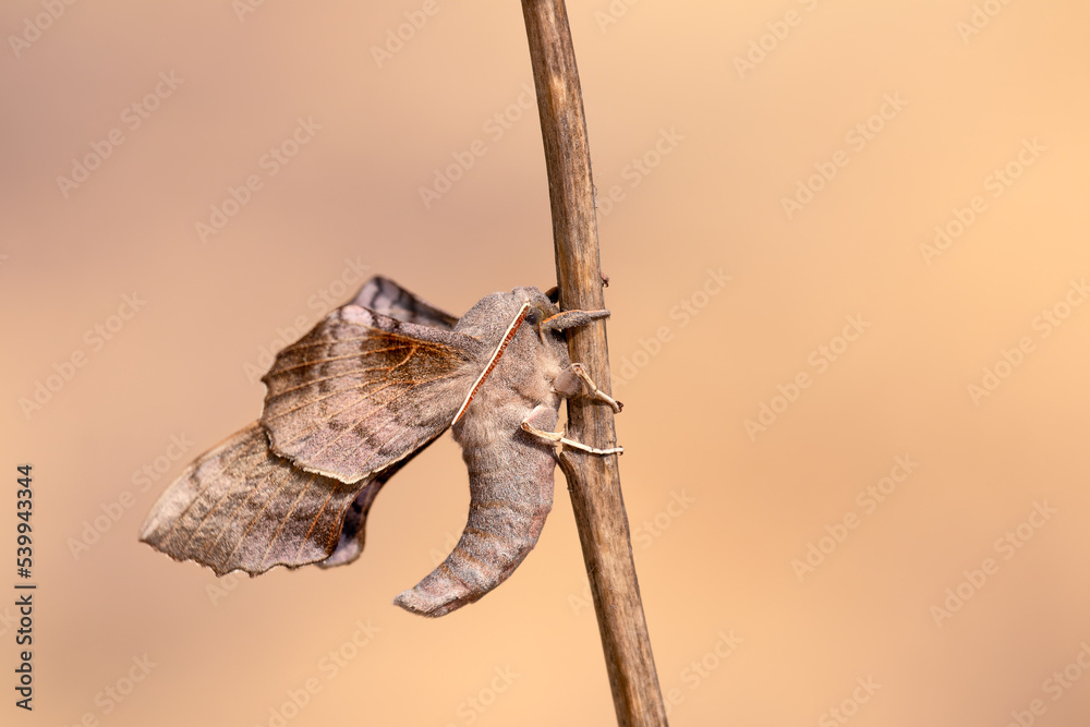 Foto de Stock The Sphingidae are a family of moths (Lepidoptera) called ...