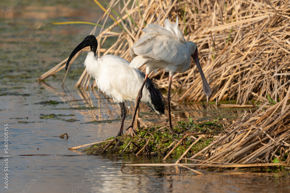 Ibis sacré,.Threskiornis aethiopicus, African Sacred Ibis, Spatule d ...
