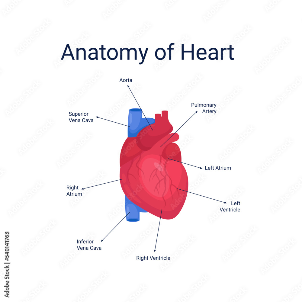 Human heart anatomy diagram vector illustration Stock Vector | Adobe Stock