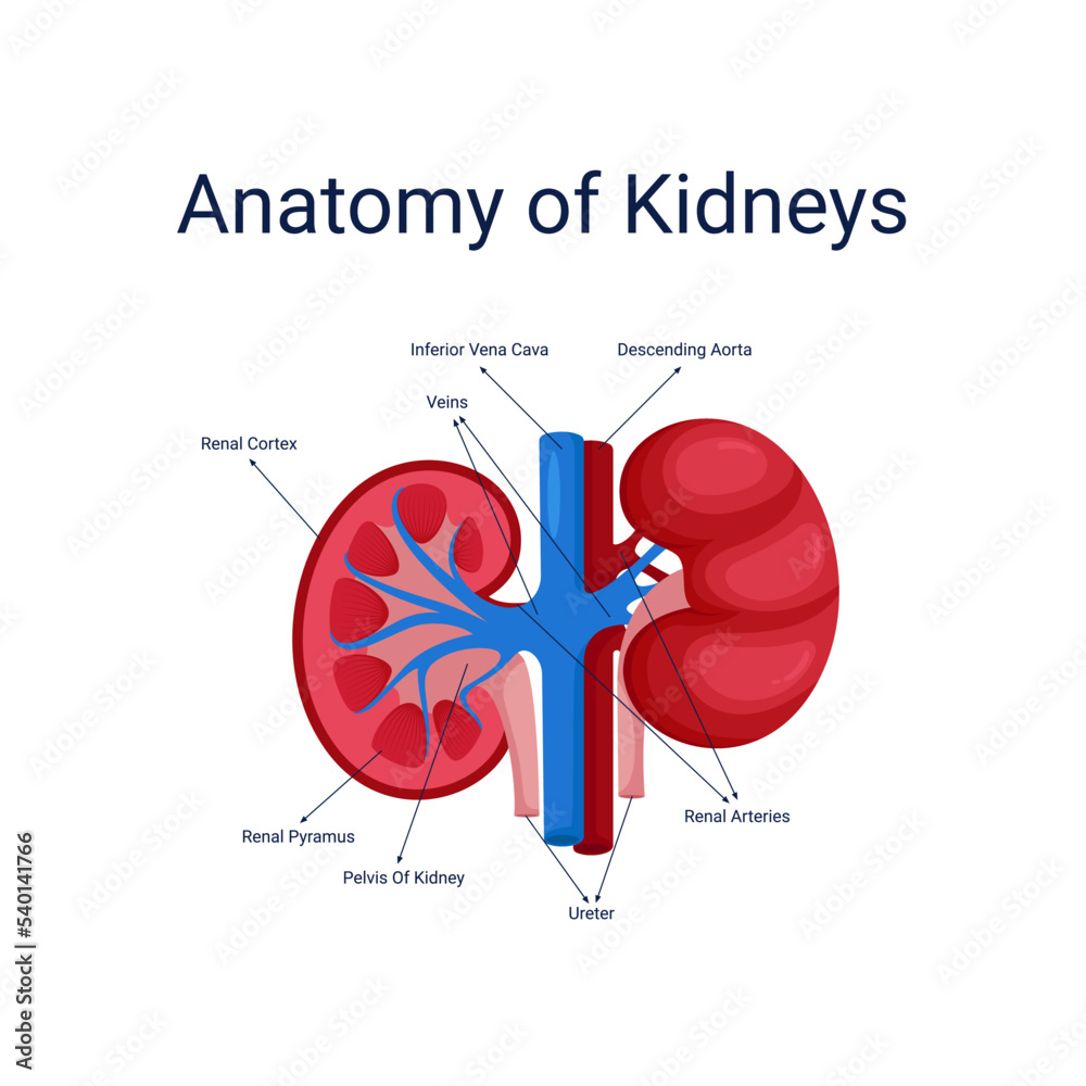 Human kidney anatomy diagram vector illustration Stock Vector | Adobe Stock
