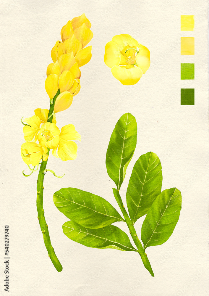 Watercolor botanical philippine flora Senna alata akapulko Stock Illustration | Adobe Stock