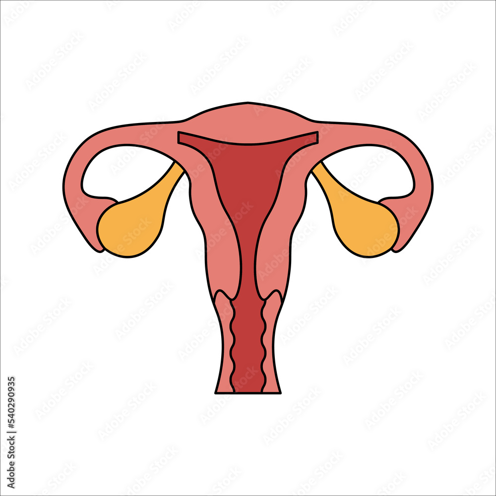 Female reproductive organs icon. Uterus sign. Female reproductive ...
