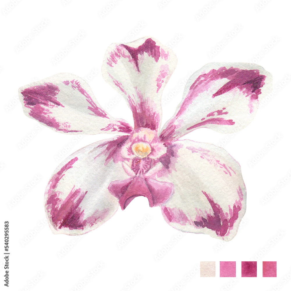 Watercolor plant portrait Philippine flora Vanda luzonica orchid flower ...