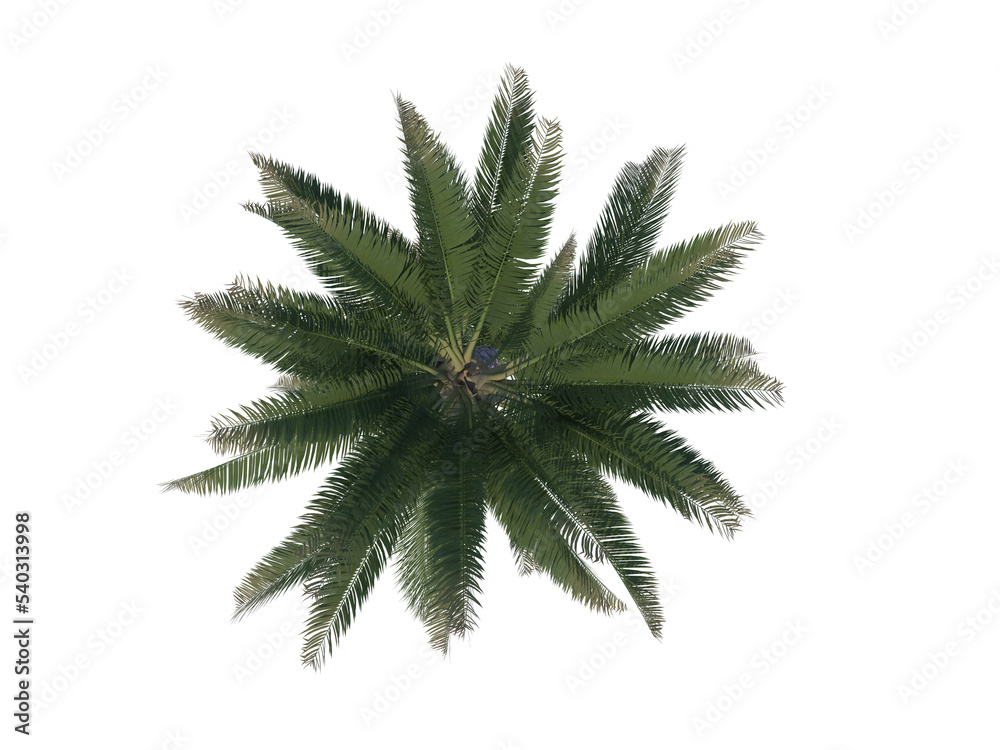 Palm Tree top view png alpha channel Stock Photo | Adobe Stock