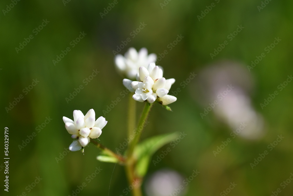 Persicaria thunbergii flowers. Polygonaceae annual plants. Grows near ...