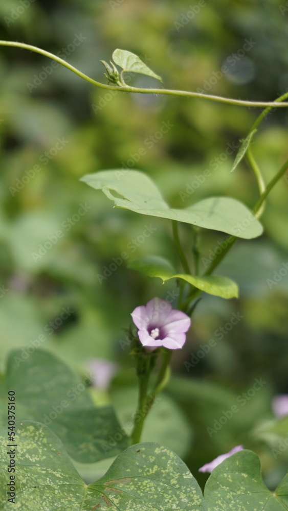 Ipomoea triloba also known as Little bell, Three lobed morning glory ...