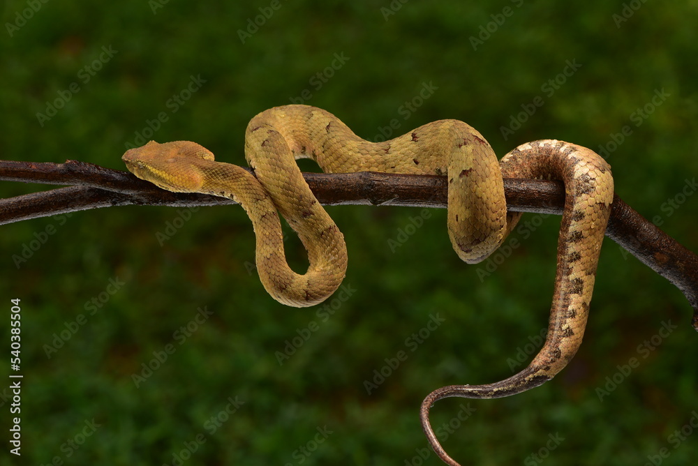 Craspedocephalus puniceus is a venomous pit viper species endemic to ...