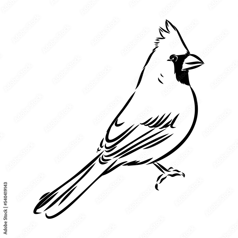 Cardinal bird sketch, vector illustration. Hand drawn red cardinal bird ...