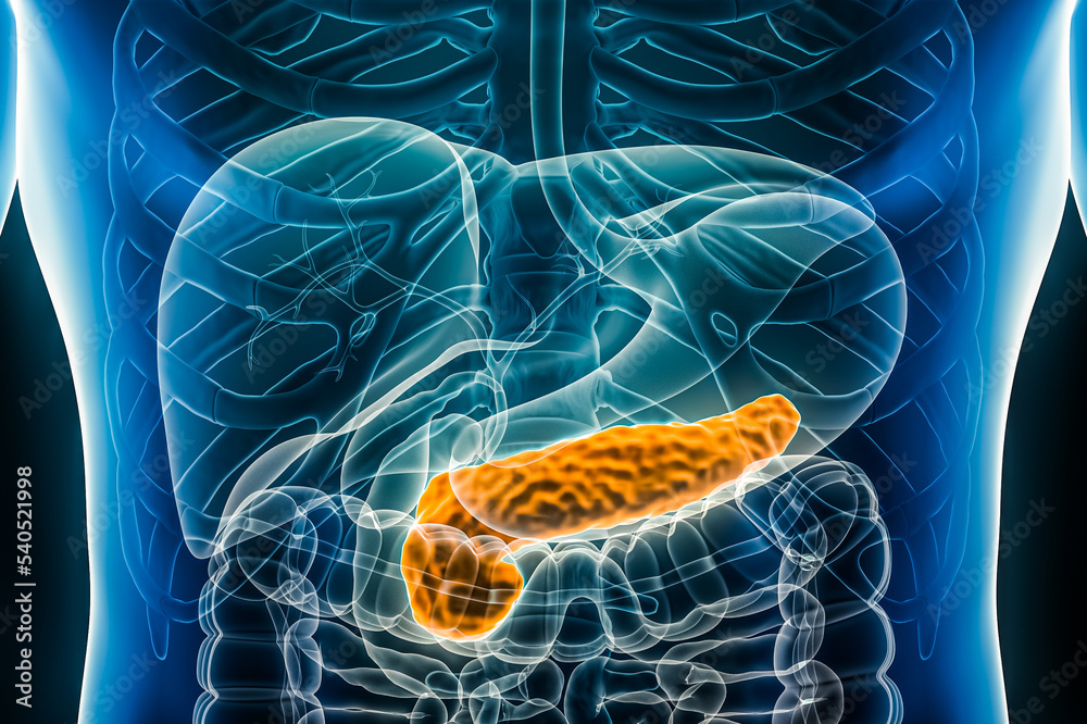 Ilustración de Stock Pancreas 3D rendering illustration anterior or ...