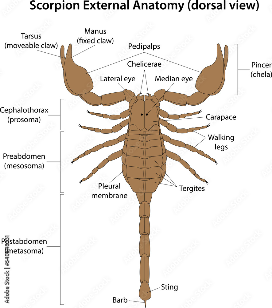 Scorpion External Anatomy (dorsal view) Stock Illustration | Adobe Stock