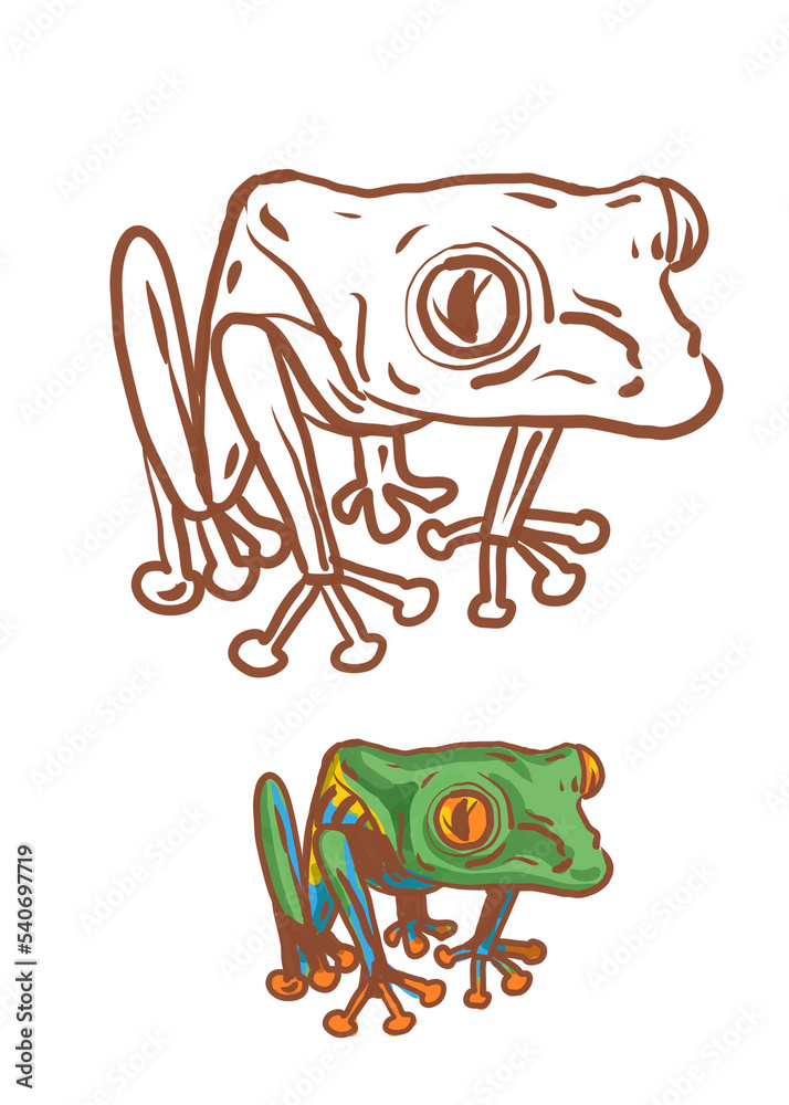 frogs colored bright tropical wildlife animals amphibians reptiles set ...