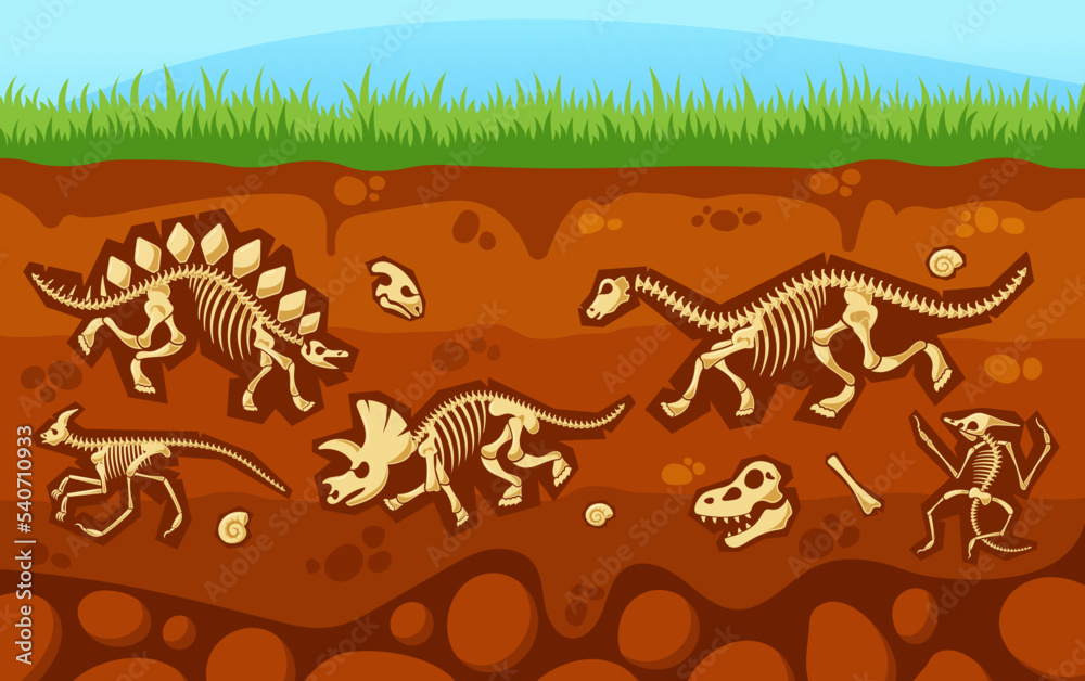 Dinosaurs Skeletons Underground Cross Section View. Buried Fossils ...