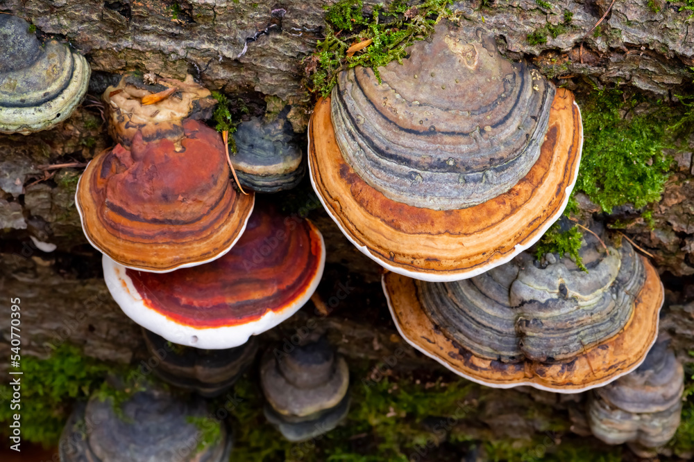 Fomitopsis pinicola, is a stem decay fungus common on softwood and ...