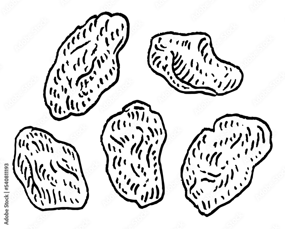 Raisins. Vector black vintage engraving illustration. Isolated on white ...
