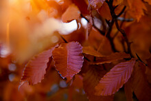 Autumn Leaves Free Stock Photo - Public Domain Pictures