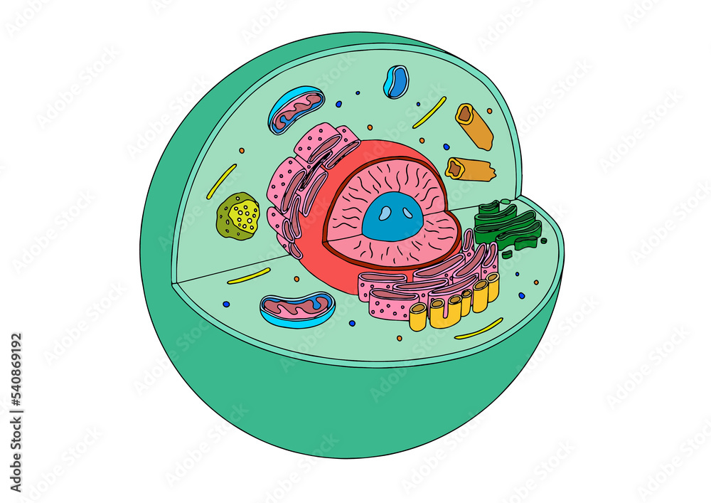 animal cell illustration Stock Illustration | Adobe Stock
