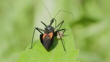 Wheel Bug On Leaf Close-up Free Stock Photo - Public Domain Pictures