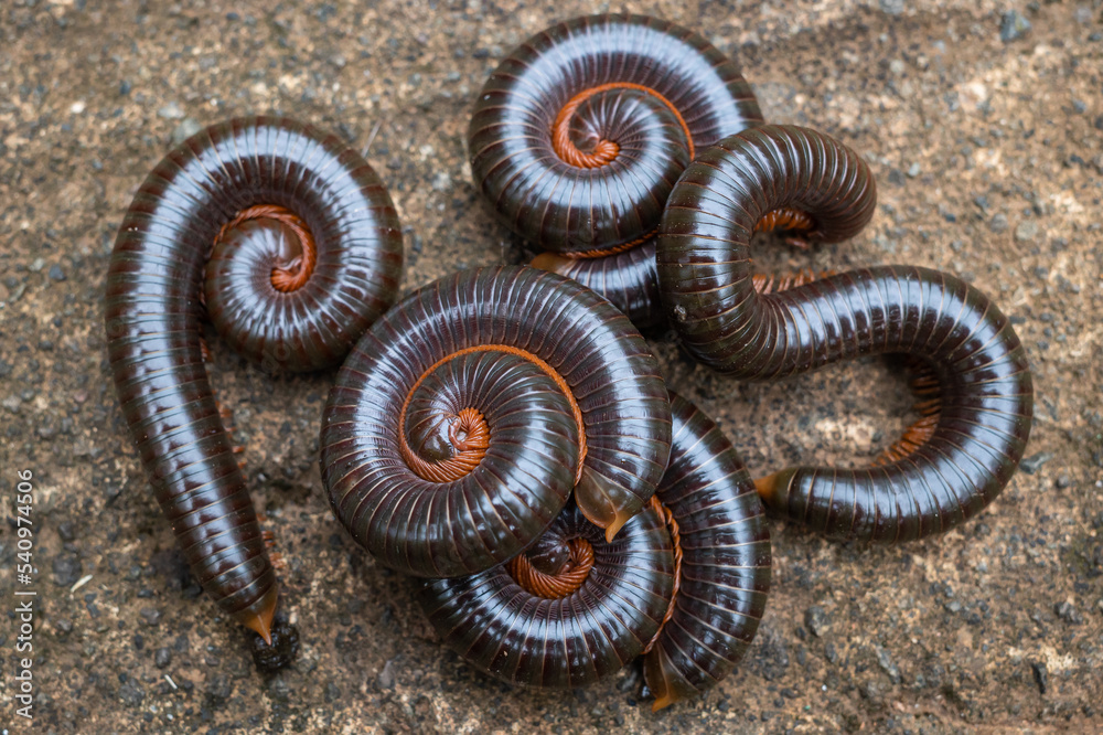 Stock-Foto „millipedes are arthropods that have two pairs of legs per ...