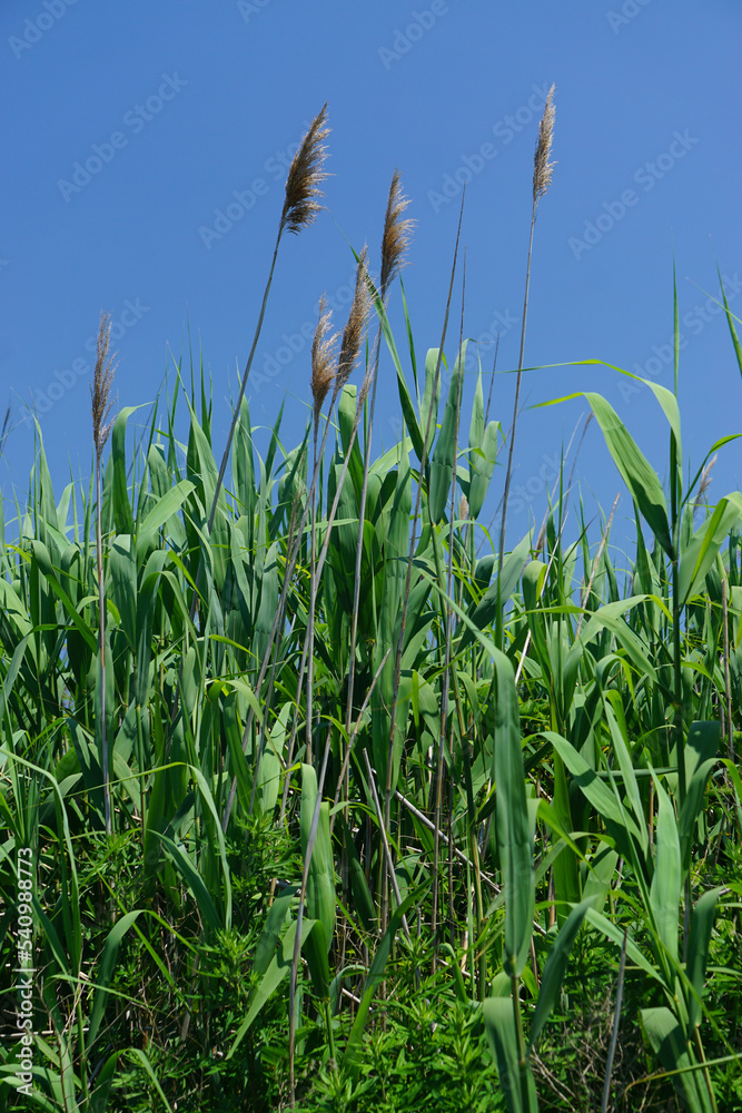 Ammophila breviligulata (American beachgrass or American marram grass ...