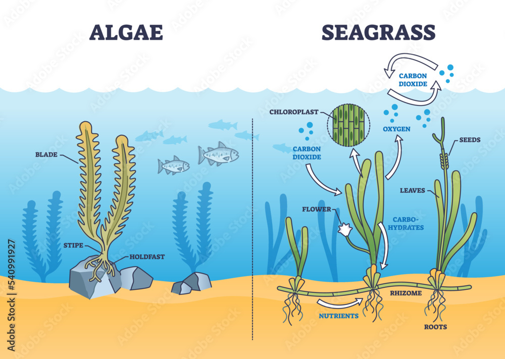 Algae and seagrass biological structure and dioxide exchange process ...