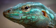 Lizard Free Stock Photo - Public Domain Pictures